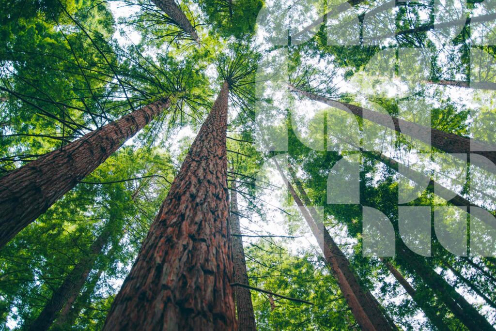 ACR Submits Application for ICVCM Assessment - ACR